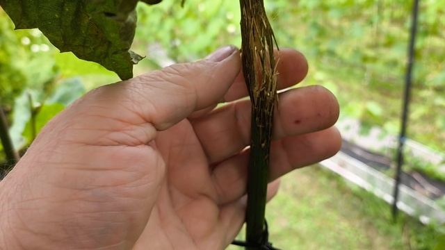 Виноград кошка грызет лозу 07-07-2025