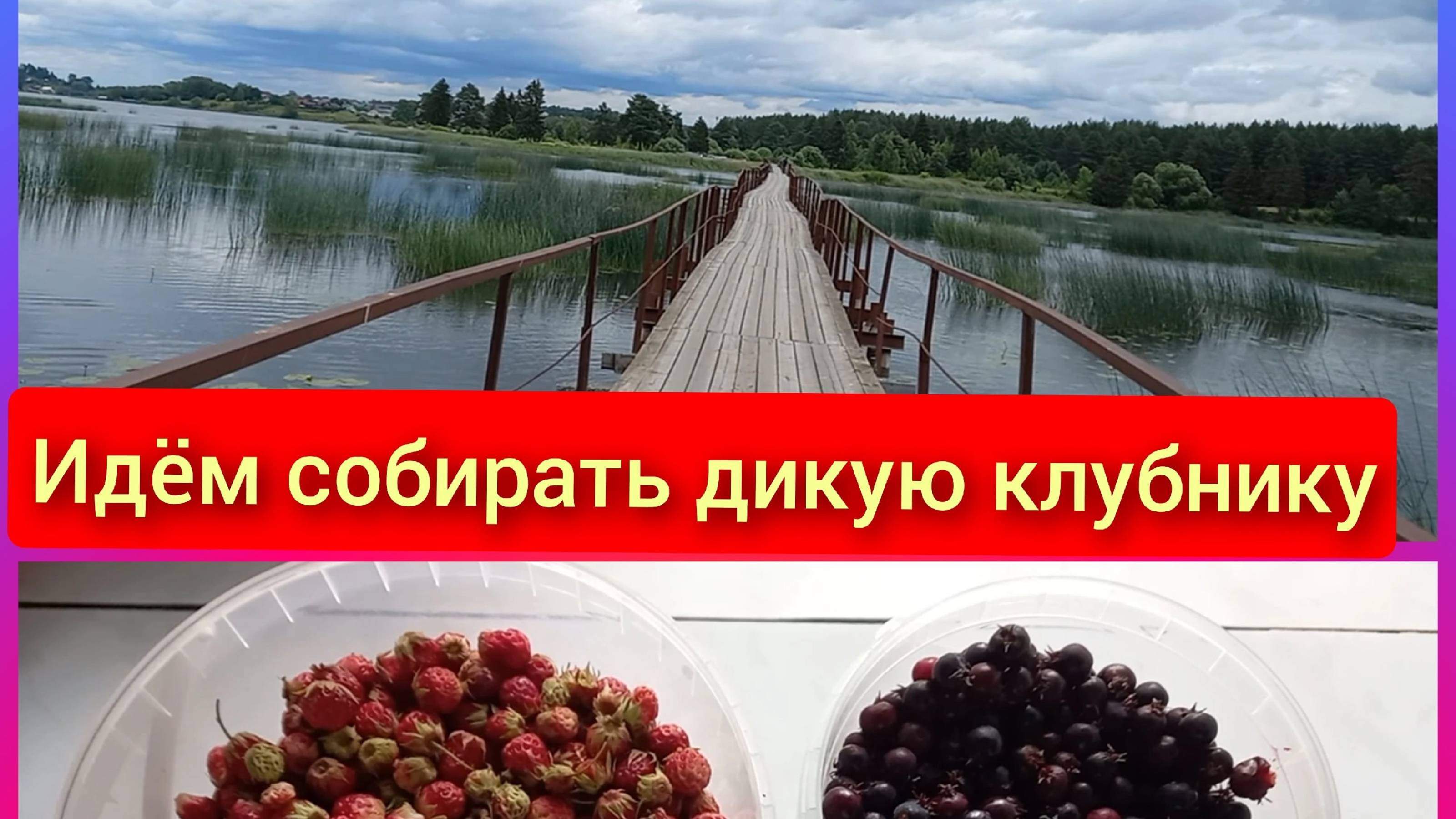 Идём собирать дикую клубнику (новый )