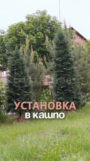 Туи высокие