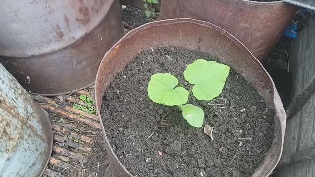 2053.   Высаживаю бахчевые культуры ....
Вы не догадаетесь куда. Этот мой опыт многим пригодится.