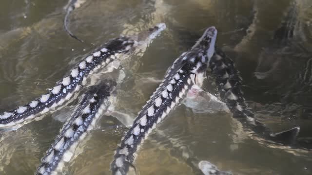 Царская рыба