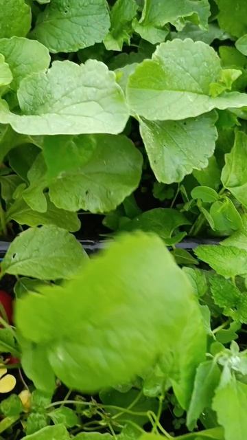 Из архива начало июня