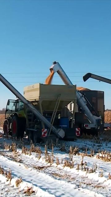 +2кг молока с 1 головы! Отзыв о плющилке зерна Romill CP2 #shorts