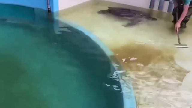 Панцирь черепах содержит нервные окончания, из-за чего они чувствительны к прикосновениям.