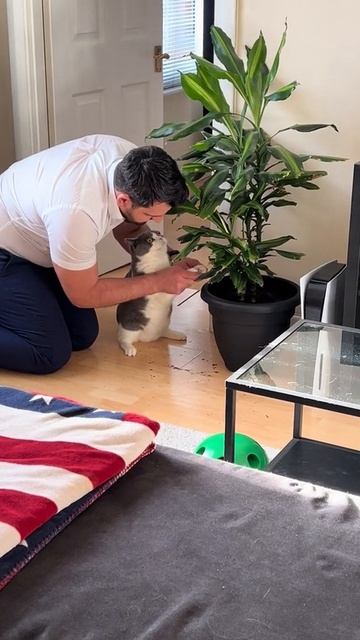 Теперь он сможет сам убирать за собой #кот