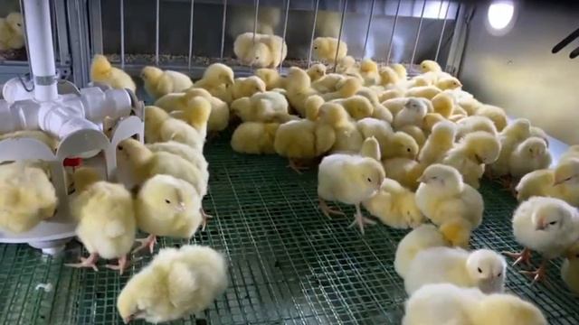 🐔✨ В нашем курятнике «Неделя без забот» уютно!