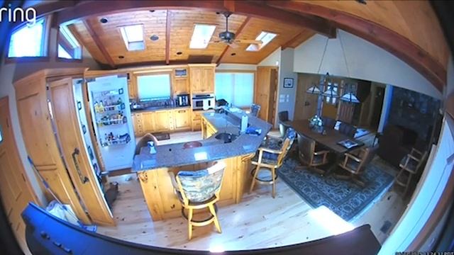 Медведица с медвежонком в Калифорнии пробрались в чужой дом и опустошили холодильник!  #медведь #сша