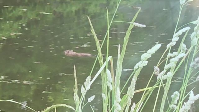 В нашем озере живет ондатра!