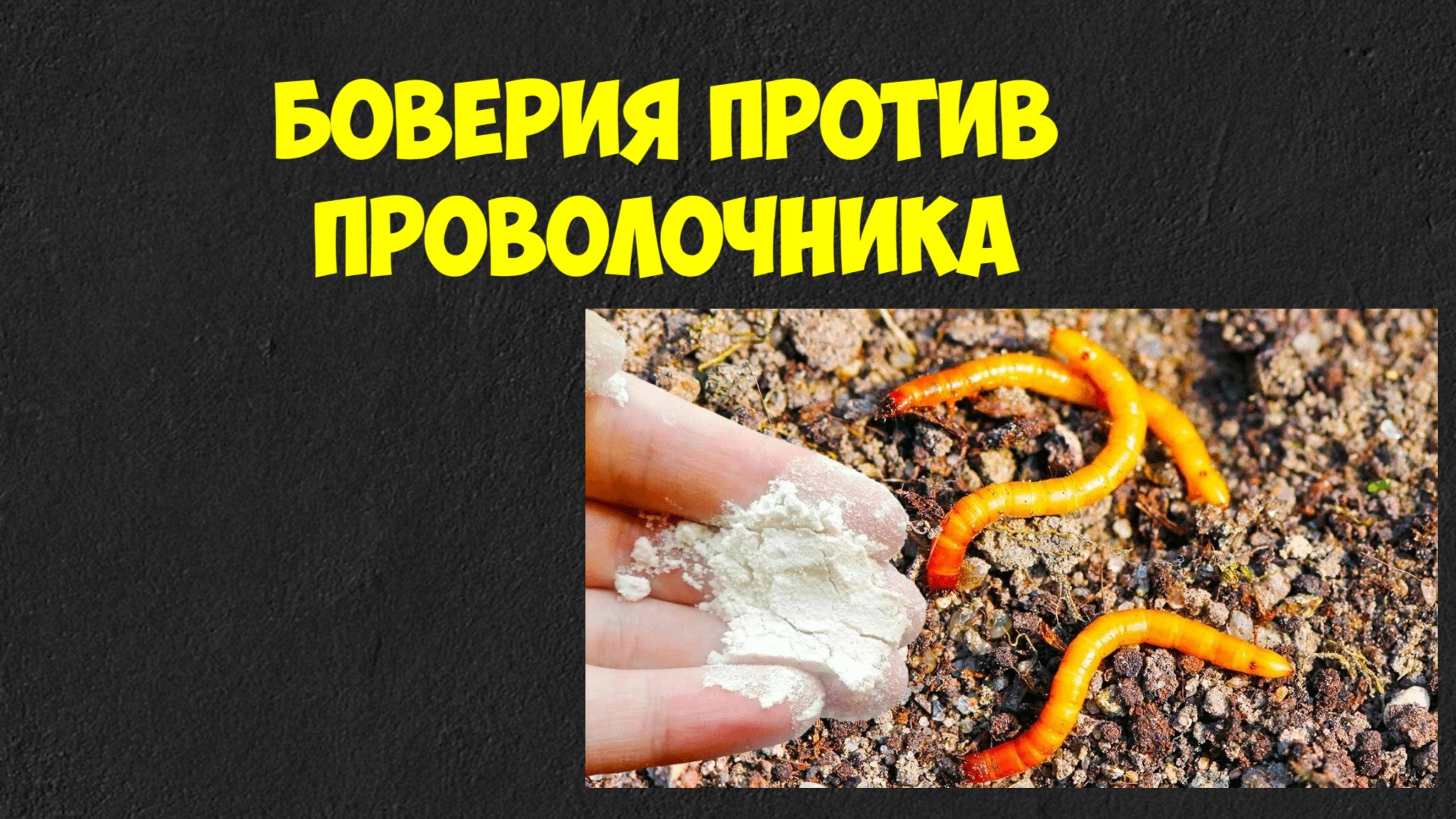 Боверия в борьбе с проволочником