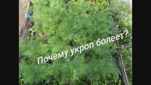 2065.   Почему желтеет укроп?