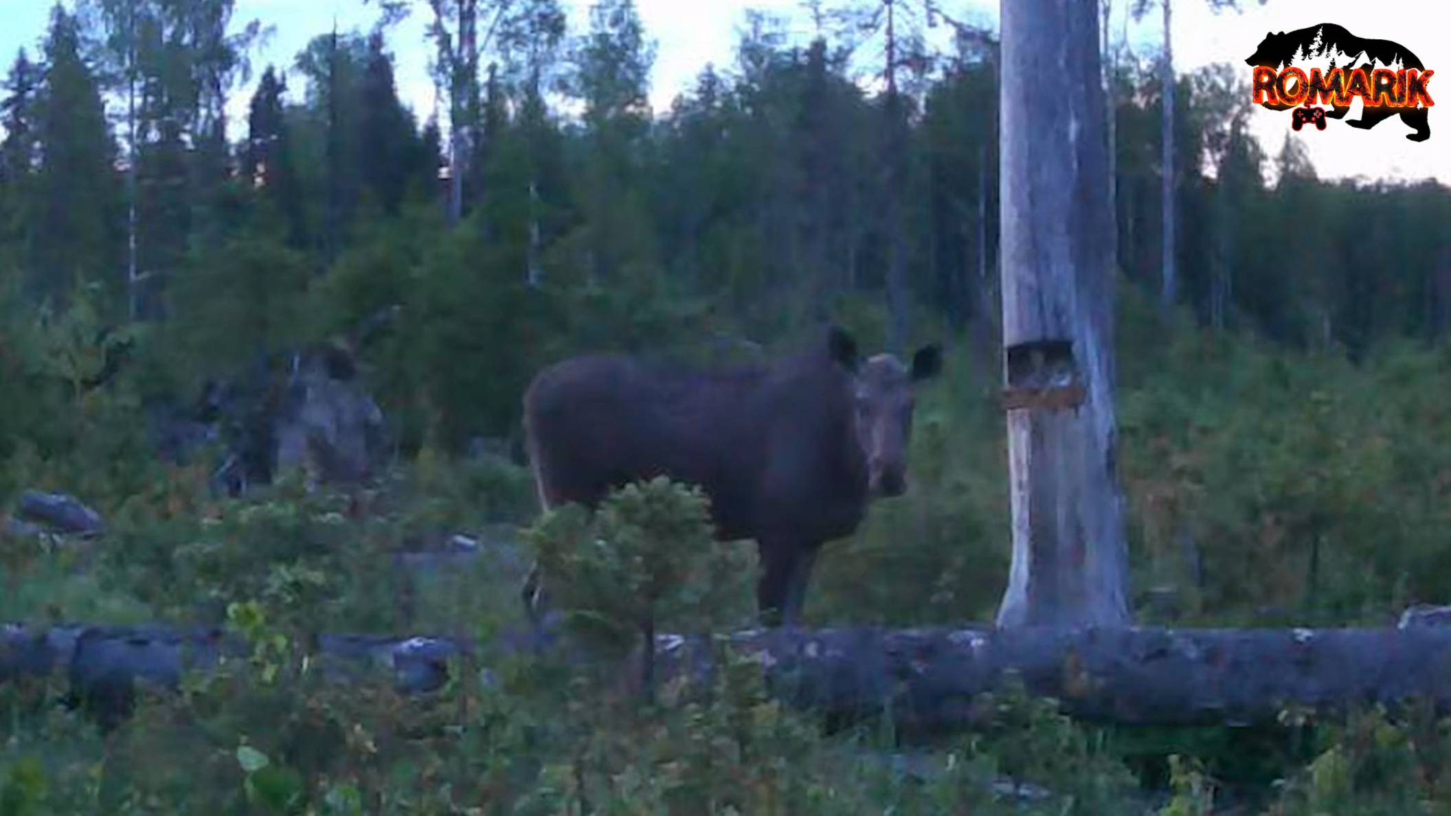 Съемка лося в естественной среде. Дикая природа России