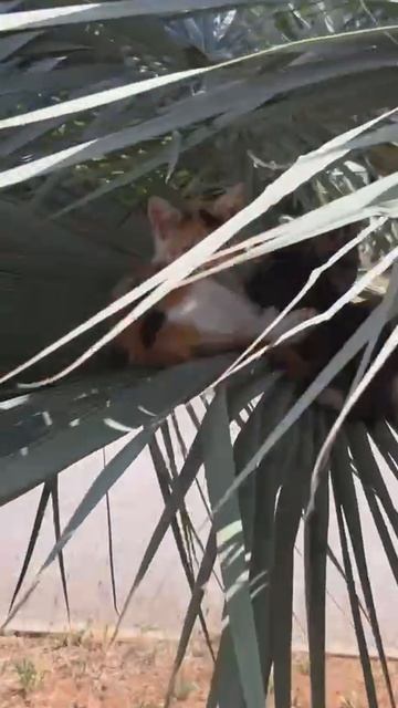 Оказывается, котята вырастают на пальме…