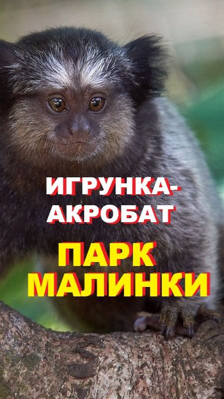 Игрунка-акробат, обезьянка-хулиганка хотела забрать телефон