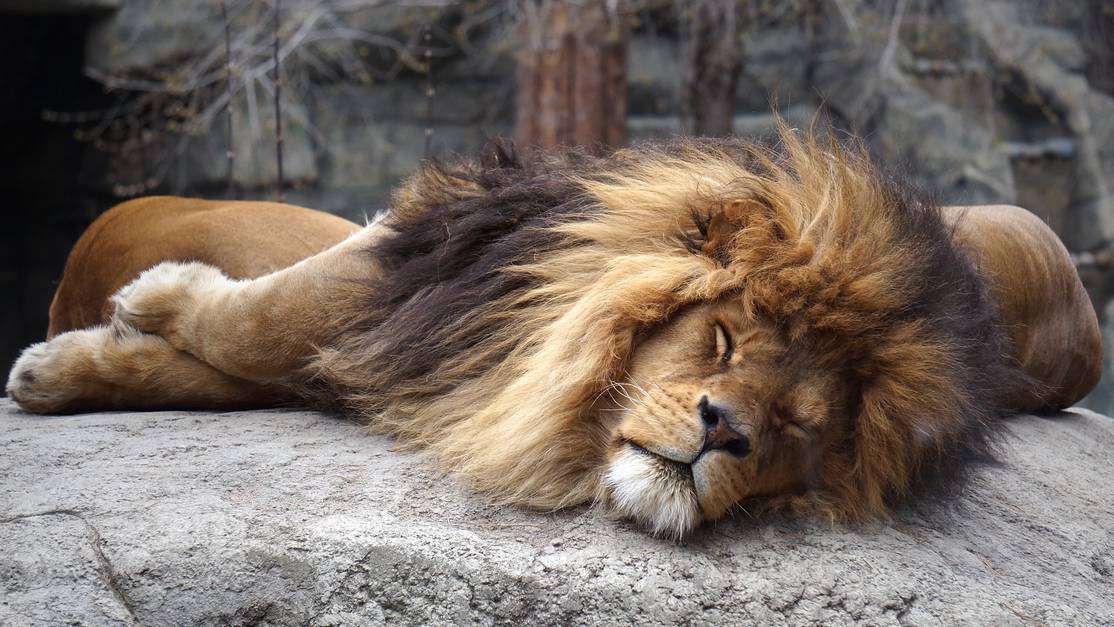 Найти решила сесть на льва Ричарда, но он был категорически против!