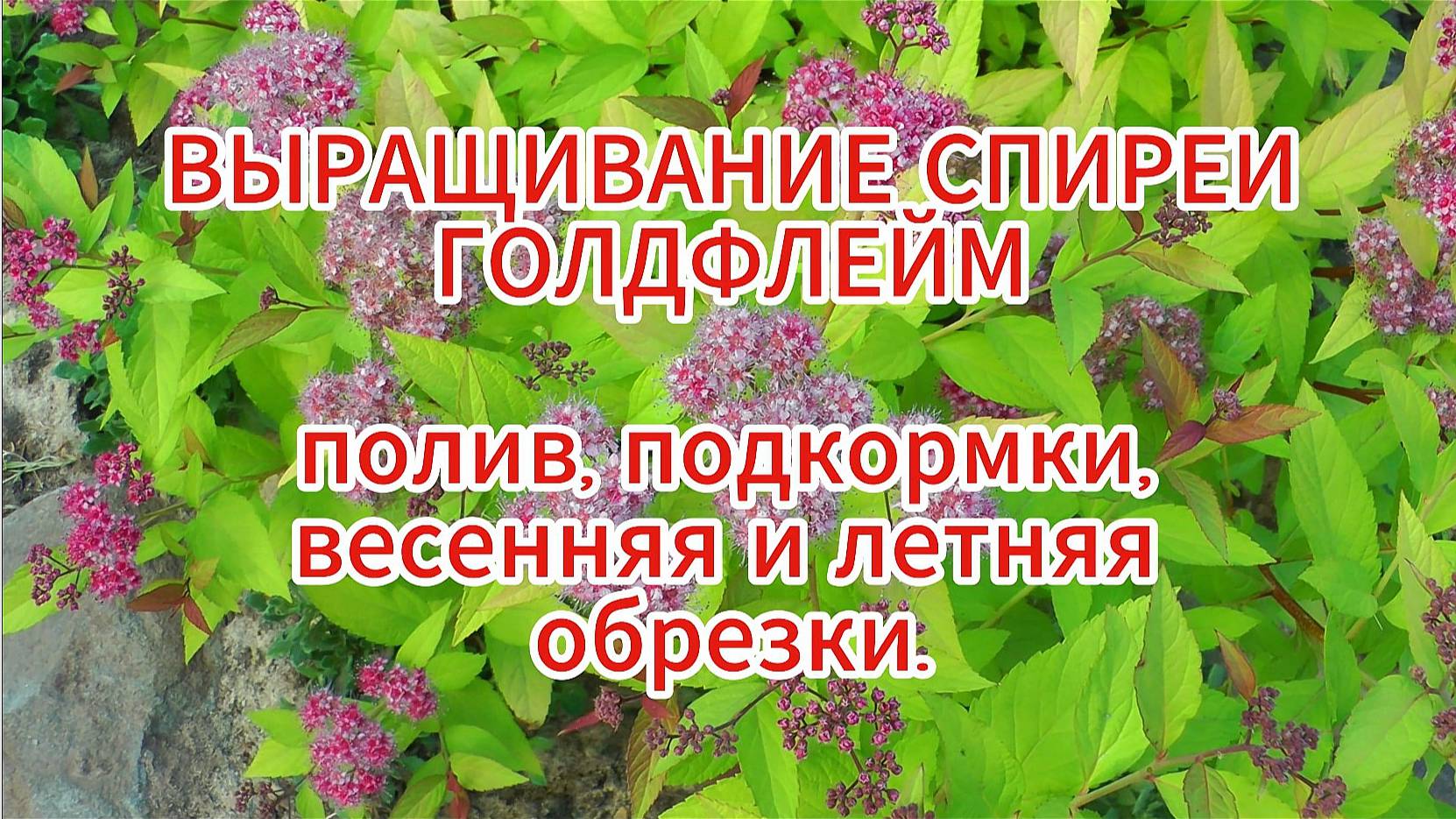Выращивание весенне-летне-цветущей спиреи Голдфлейм. Полив, подкормки. Весенняя и летняя обрезки.