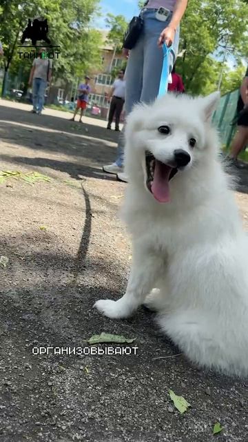 🐶 Думали, коты с собаками не дружат?