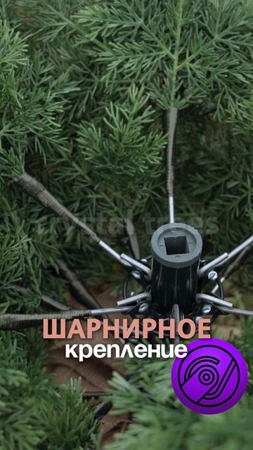 Шаровидные туи