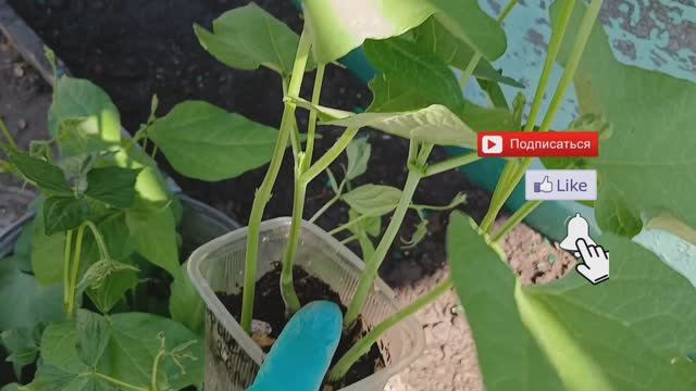 2054.  Высаживаем фасоль в от.гр.