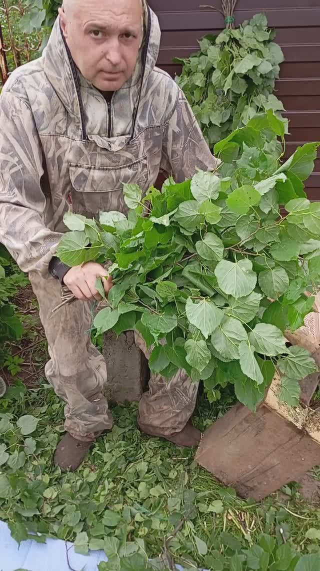 Липовый веник для бани