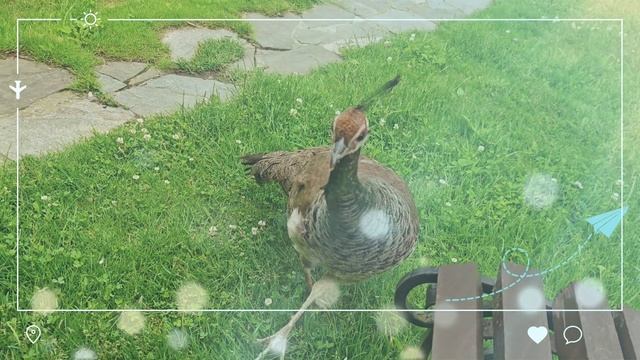 ЛАИР - наши животные