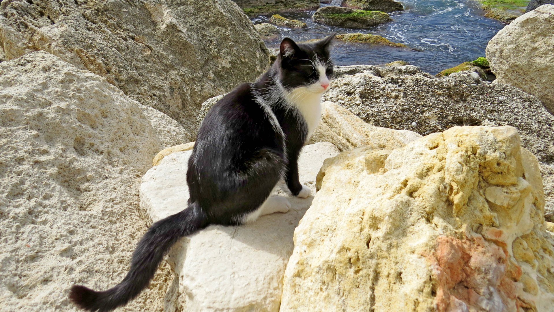 Котики на море. Мини история.