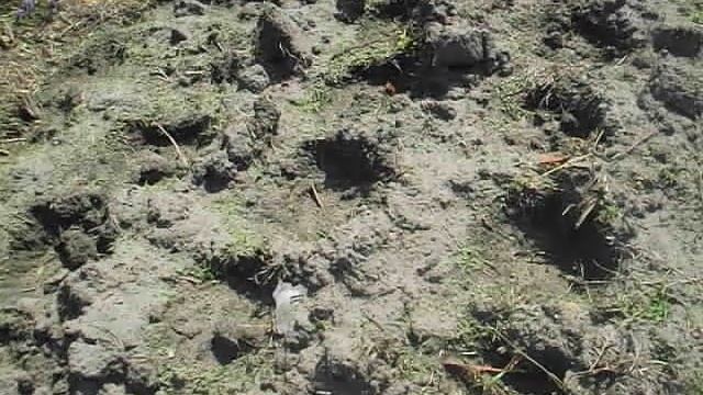 Почему я не окучиваю картошку