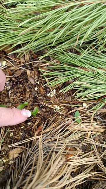 Думала потеряла, но нет. Голубика