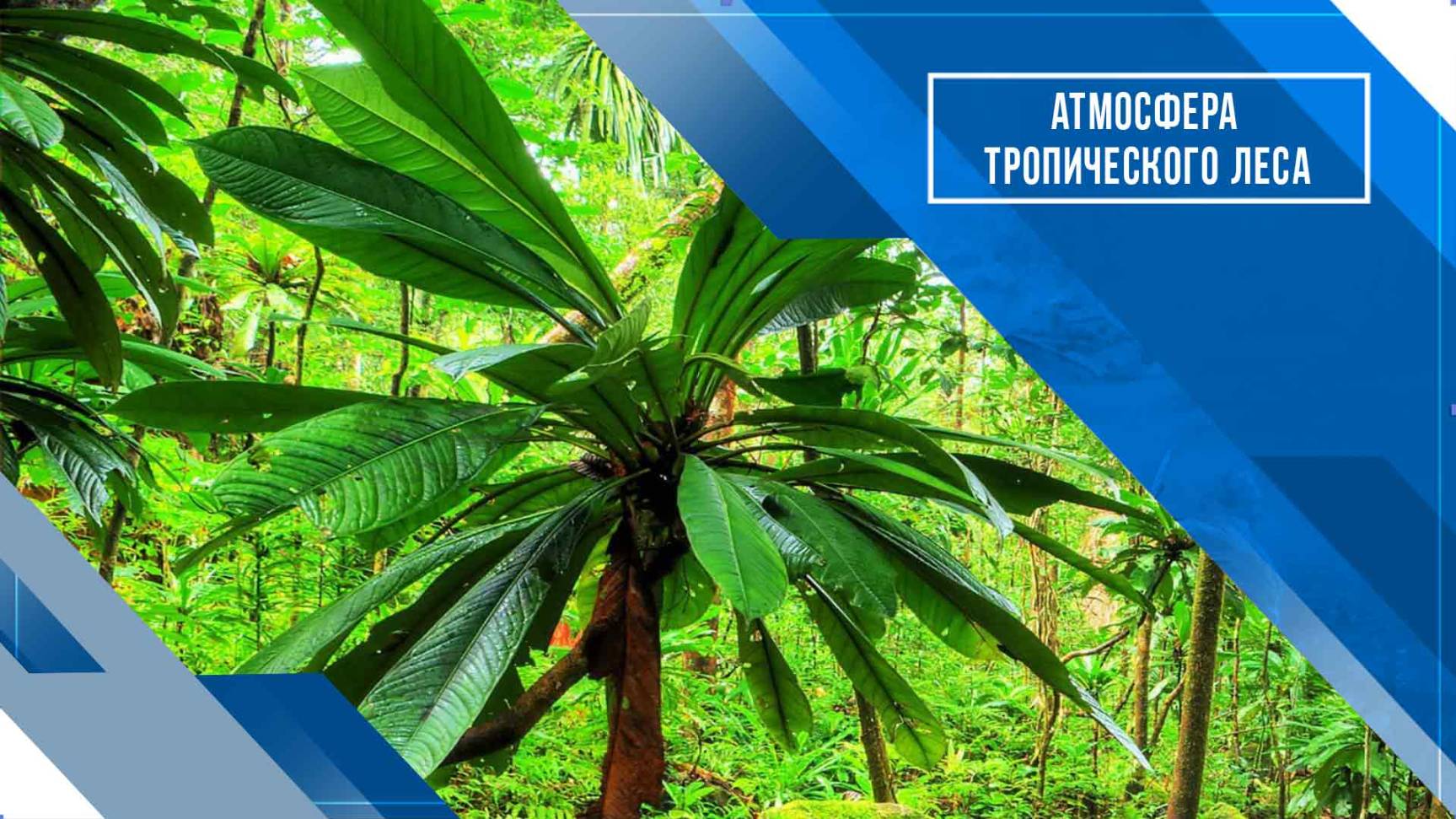 Атмосфера тропического леса
