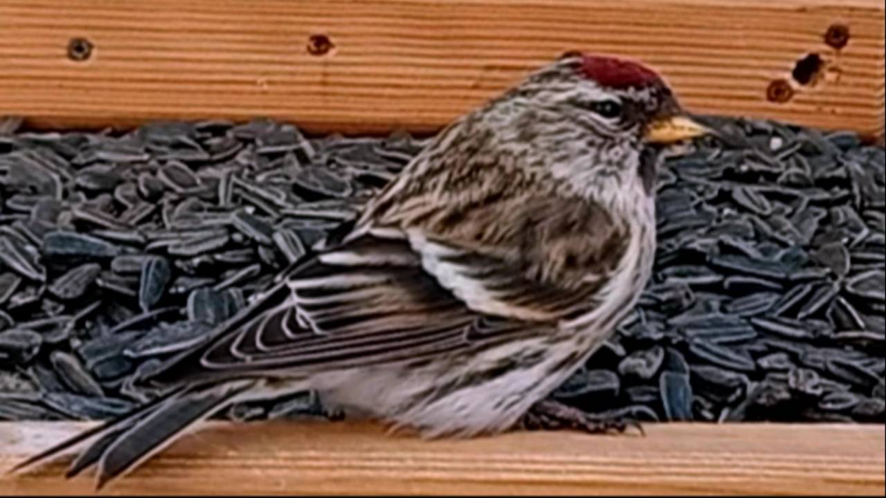 Чечётка прилетела на кормушку