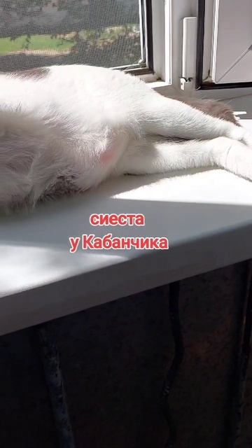 Котик Кабанчик 1 годик 4 месяца