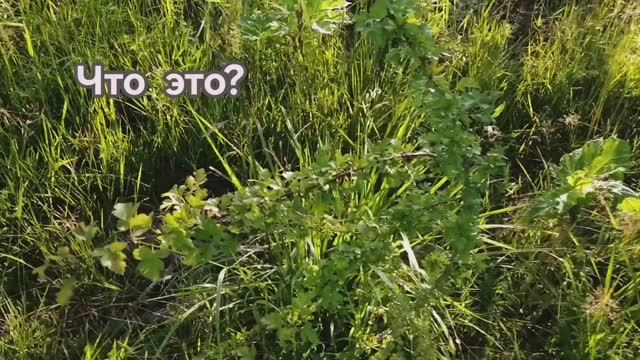 Помогите распознать кустик!  Что это? #9