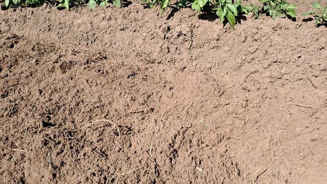 Засажу фацелией капусту