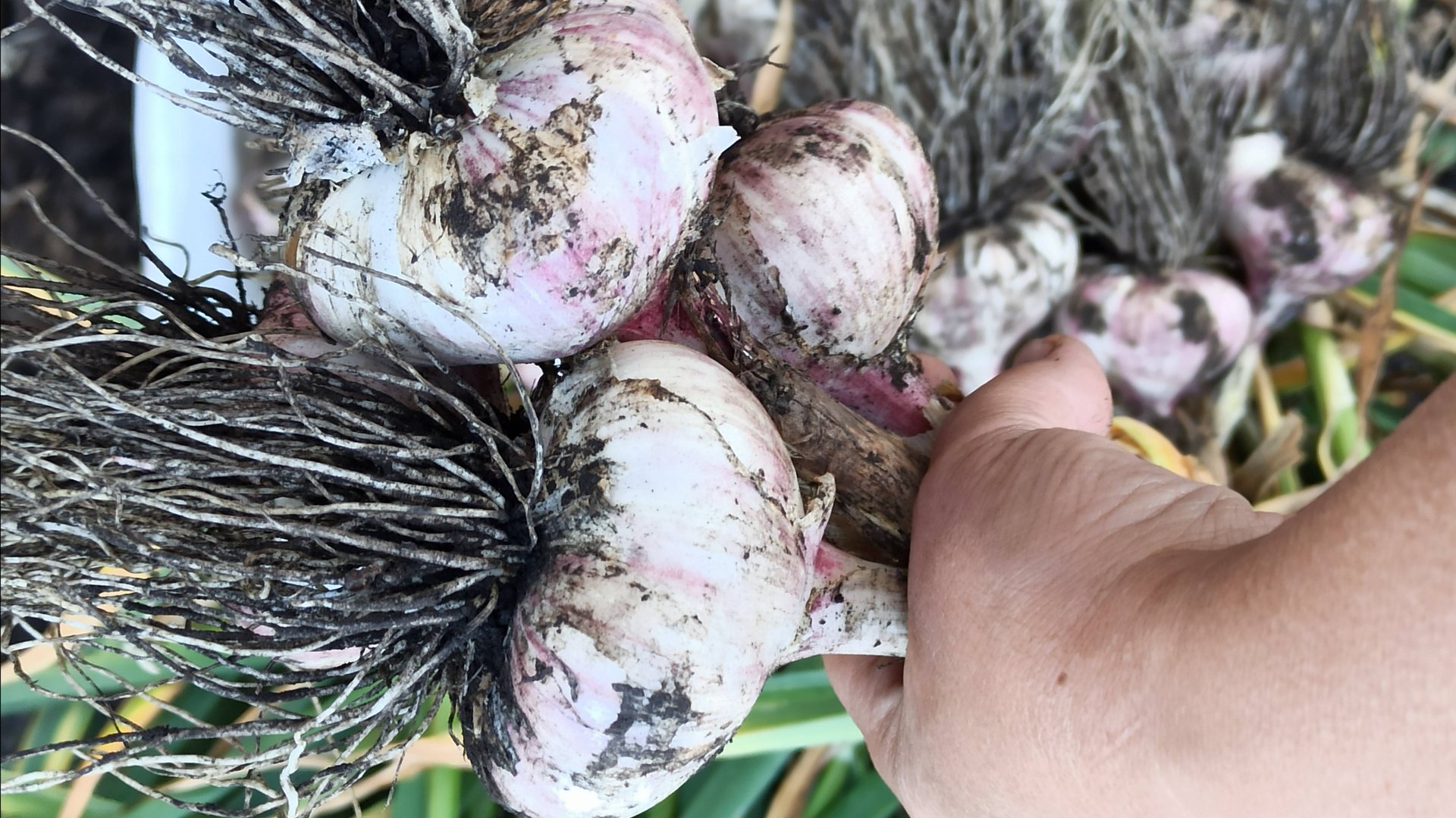 Тонкости выращивания крупного чеснока прост. Обзор чеснока в теплой грядке