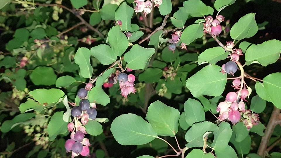 Ирга ягодка