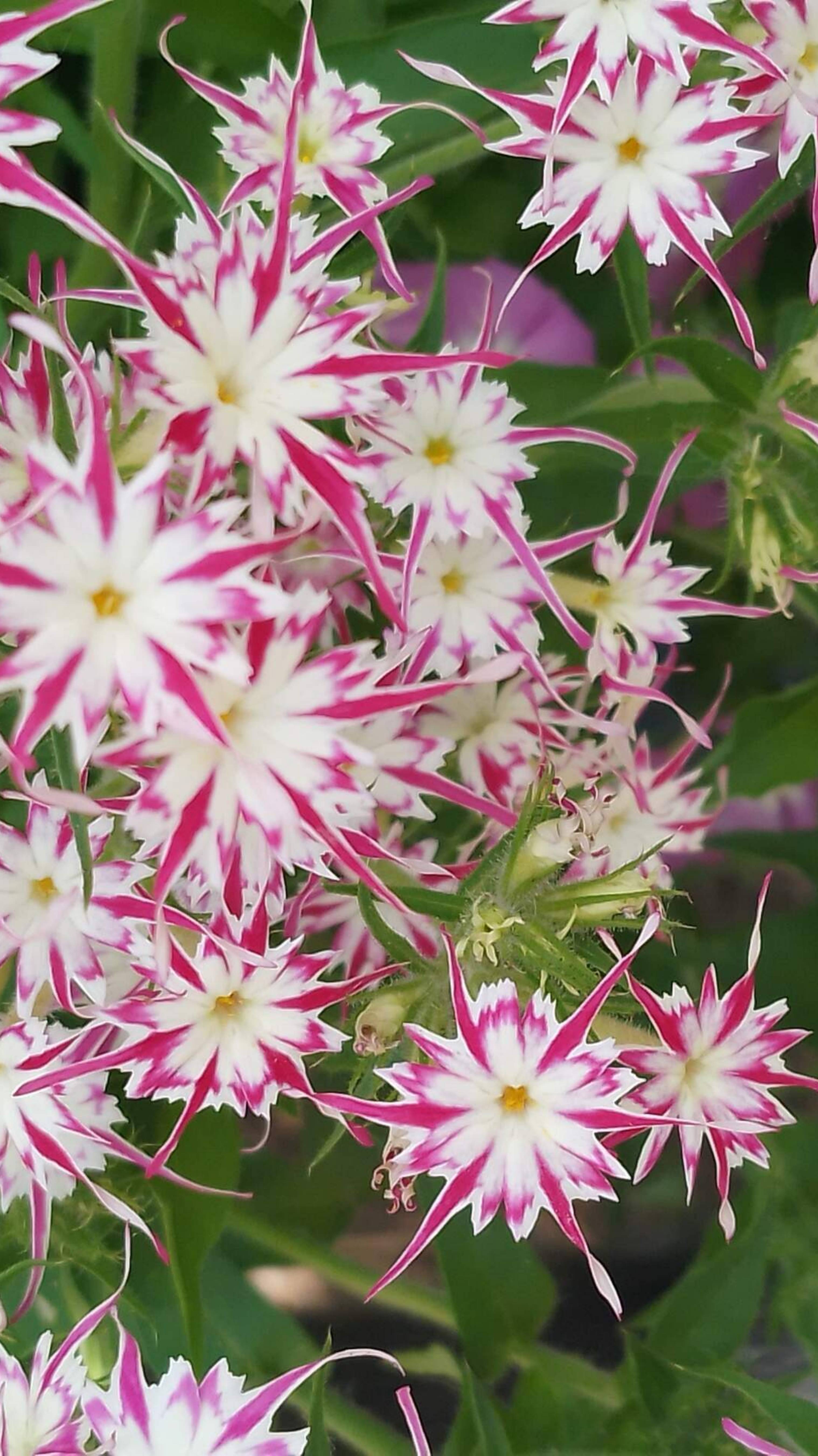 Июль-макушка лета!