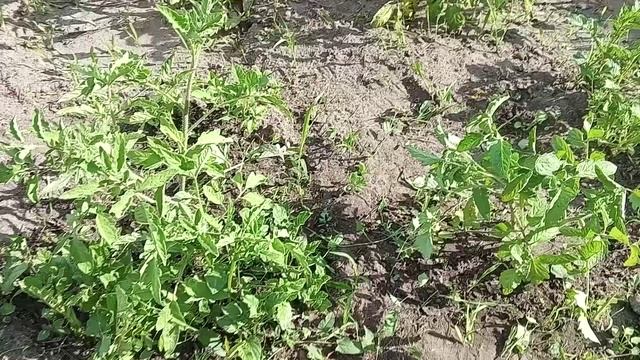 Подозрительный Картофель