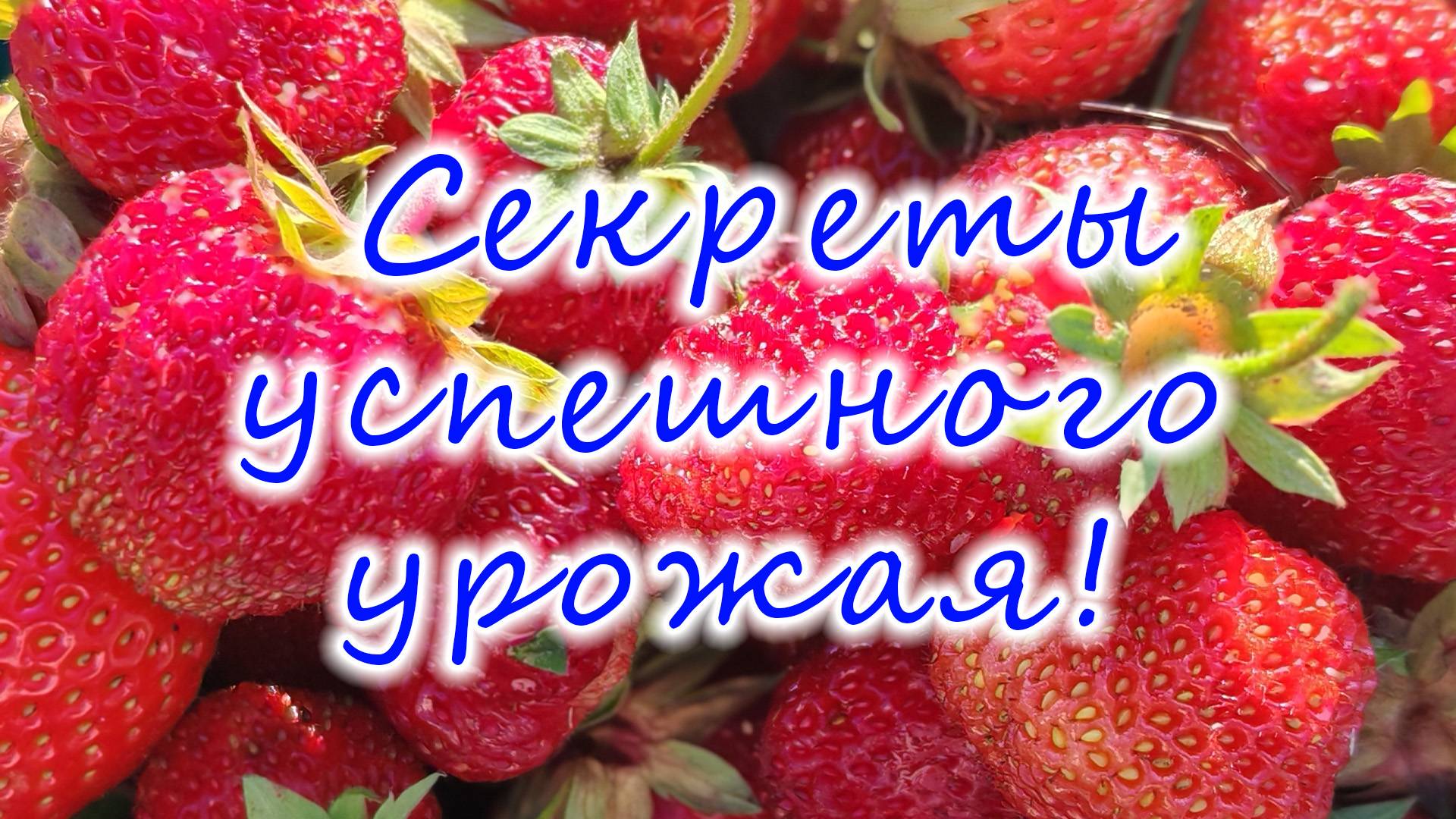 Профессиональные советы по сбору ягоды на даче: секреты успешного урожая!