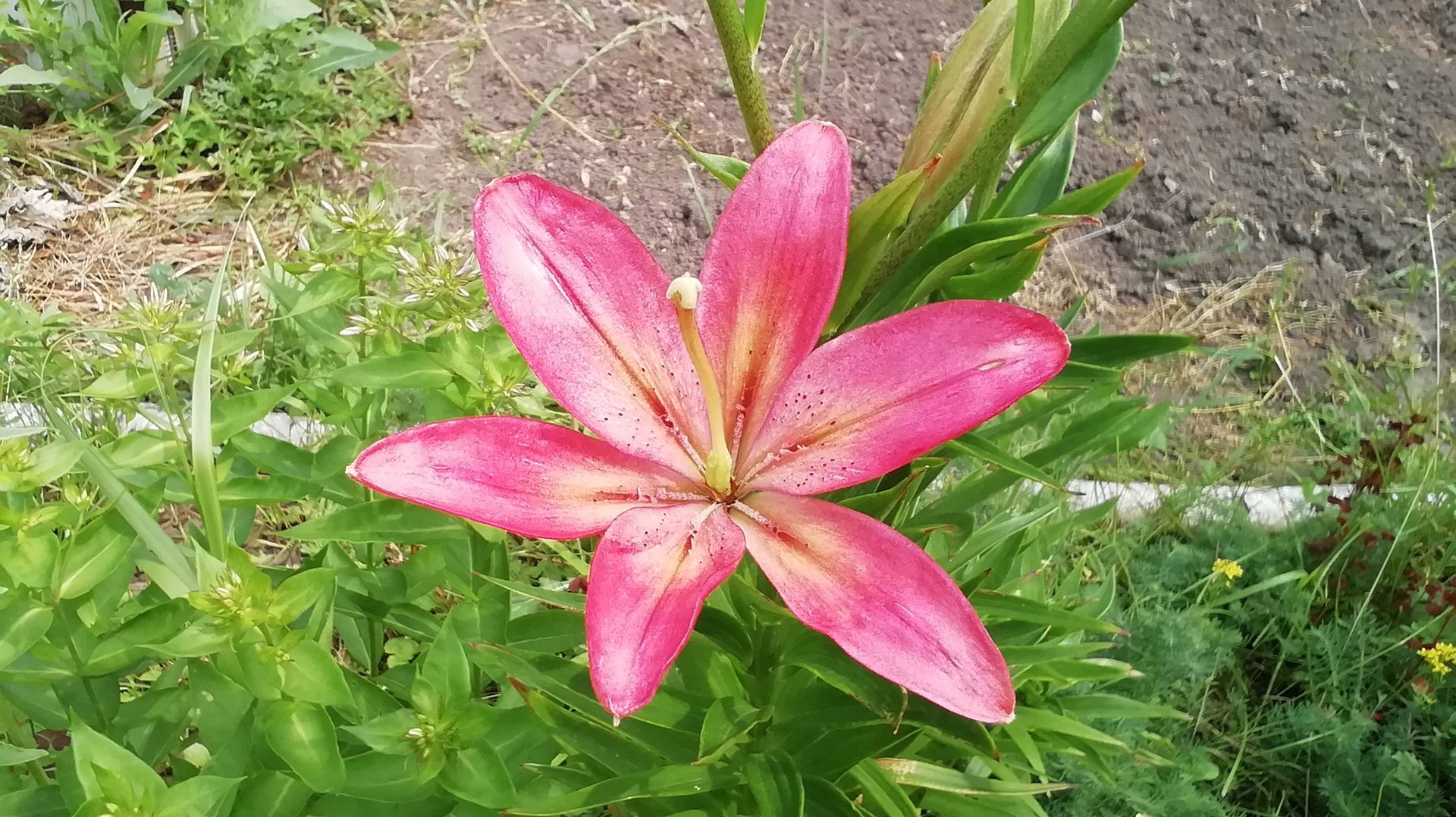 Что за чудо- эти лилии! И другие цветы...