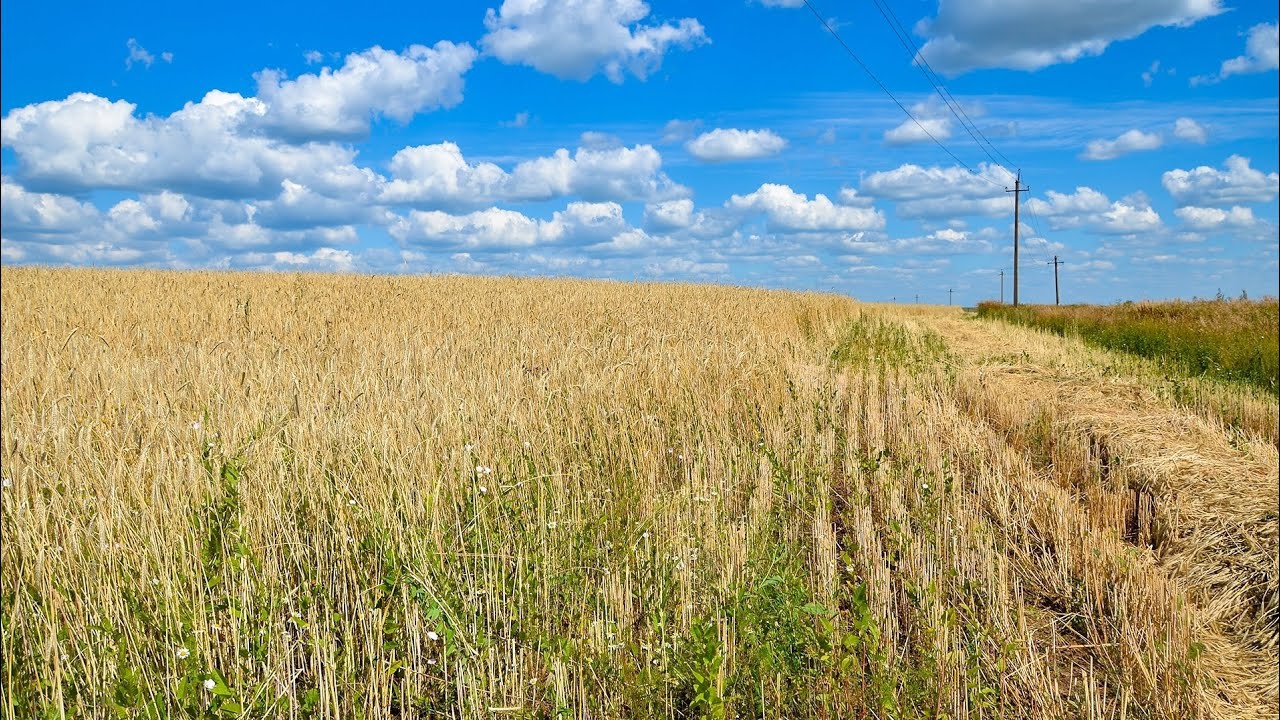 РАБОТА В ПОЛЕ НА ВЯЗОВОЙ