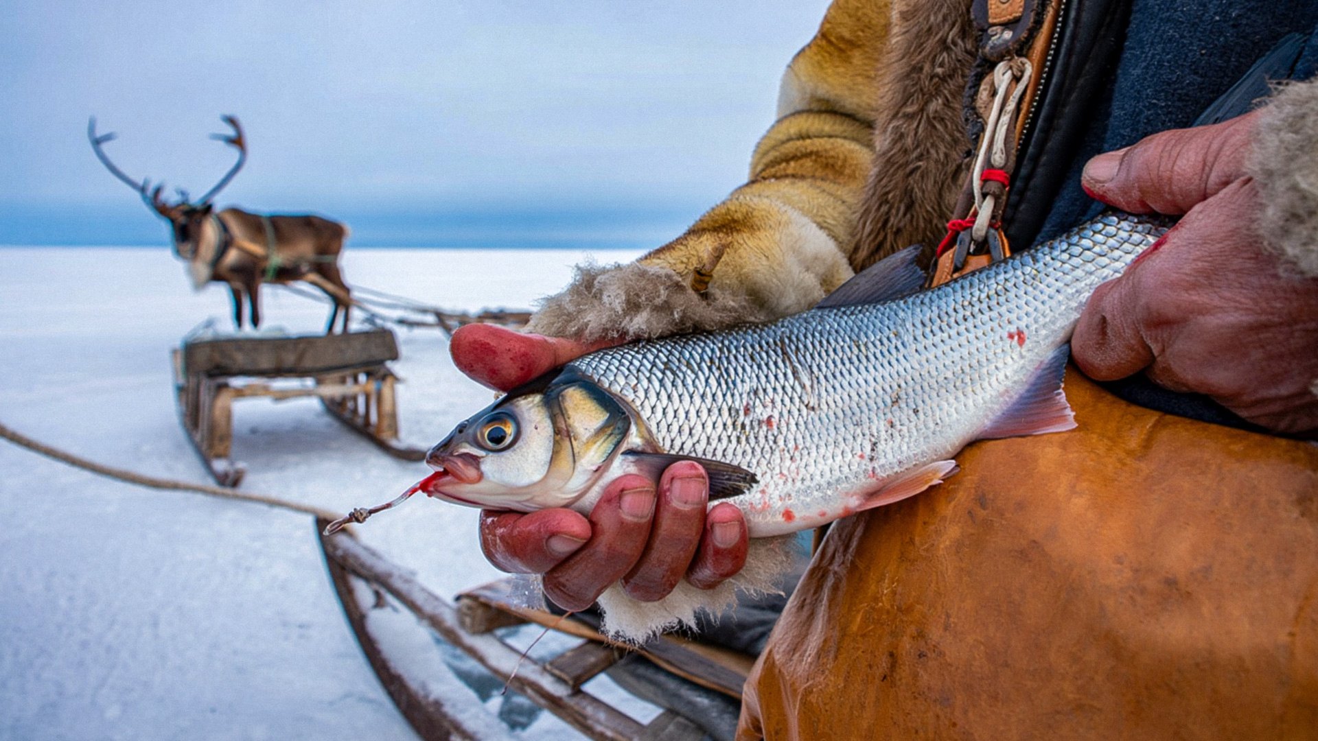 Рыбалка на Крайнем Севере: Нельма, Таймень и Царская Рыба. Секреты ненцев и Исторические Гербы
