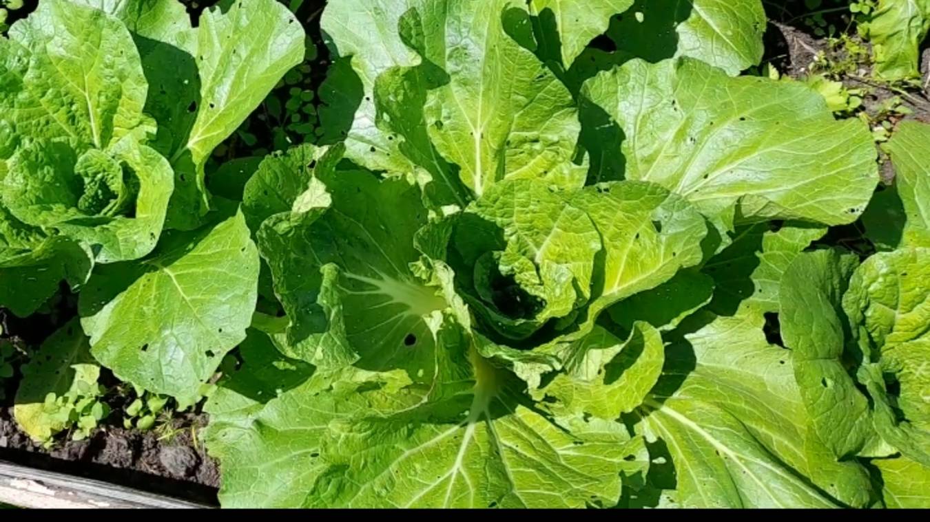 20250708_130211 Наш капустный огород