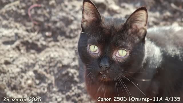 Страшненький.