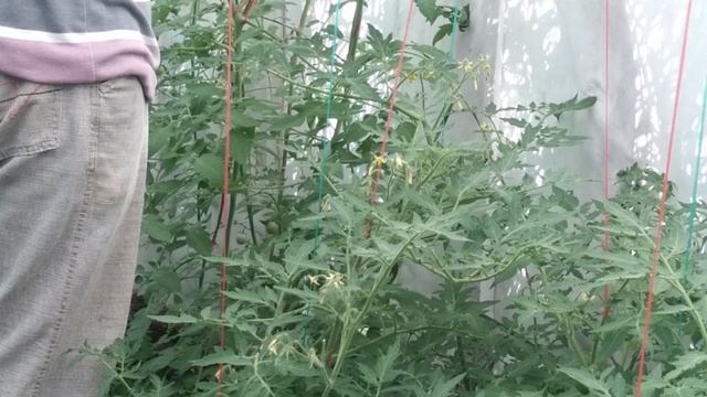 Зачем и почему нужно трясти помидоры в теплице