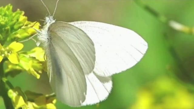 Бабочка 🦋 капустница или белянка.