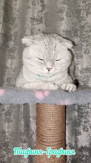 😻Ириска-директор😻