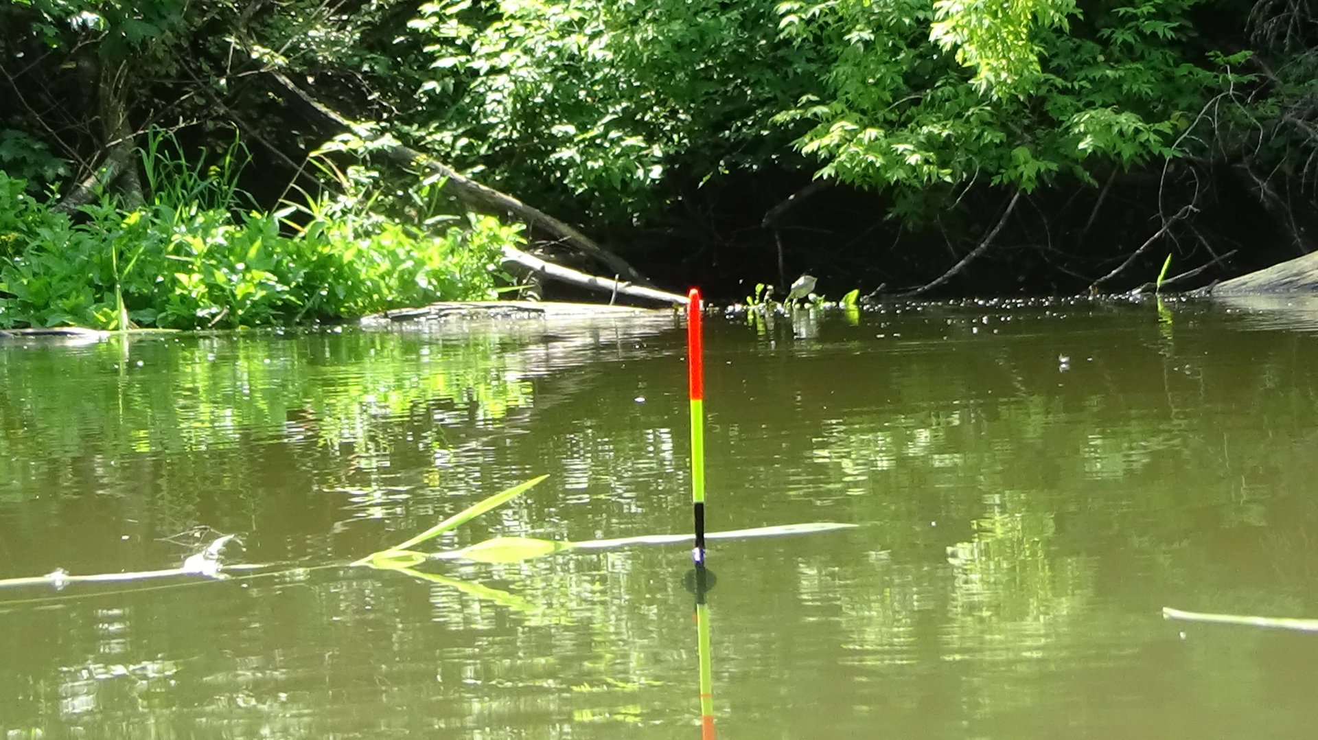 Рыбалка 7 июля на малой реке на поплавок в жару - что ловится в это время?