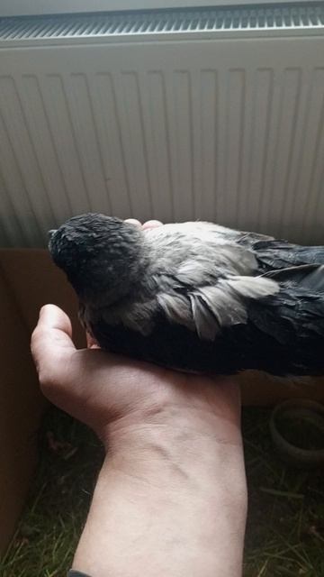 Серёжа желает всем Доброго утра!