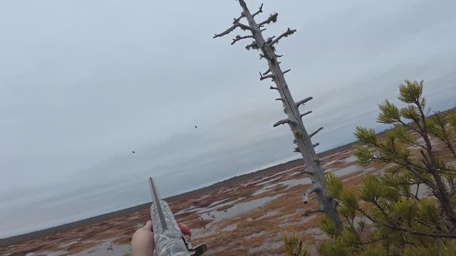 Охотимся на гуся в болоте. Добыли гусей пришла удача