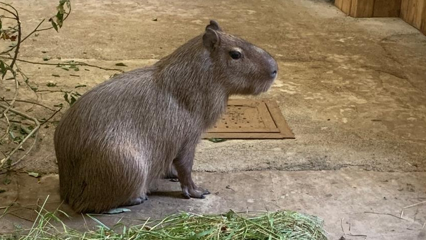 Я встретил настоящию капибару.В Павильëне.Капибара из Калининградского Зоопарка.Выпуск 1#