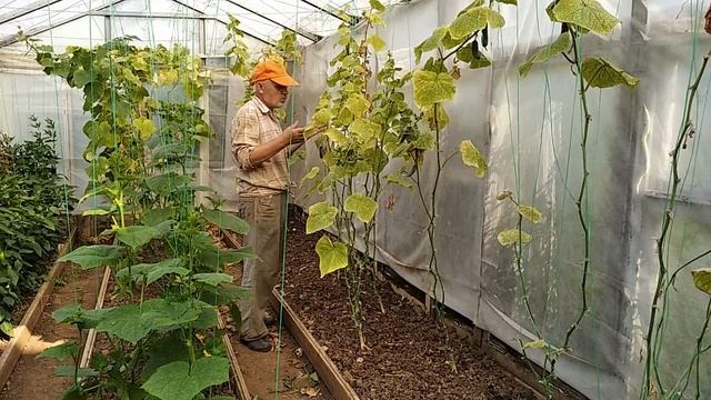 Огурцы Почему я не понимаю садоводов и огородников стремящихся вырастить много огурцов